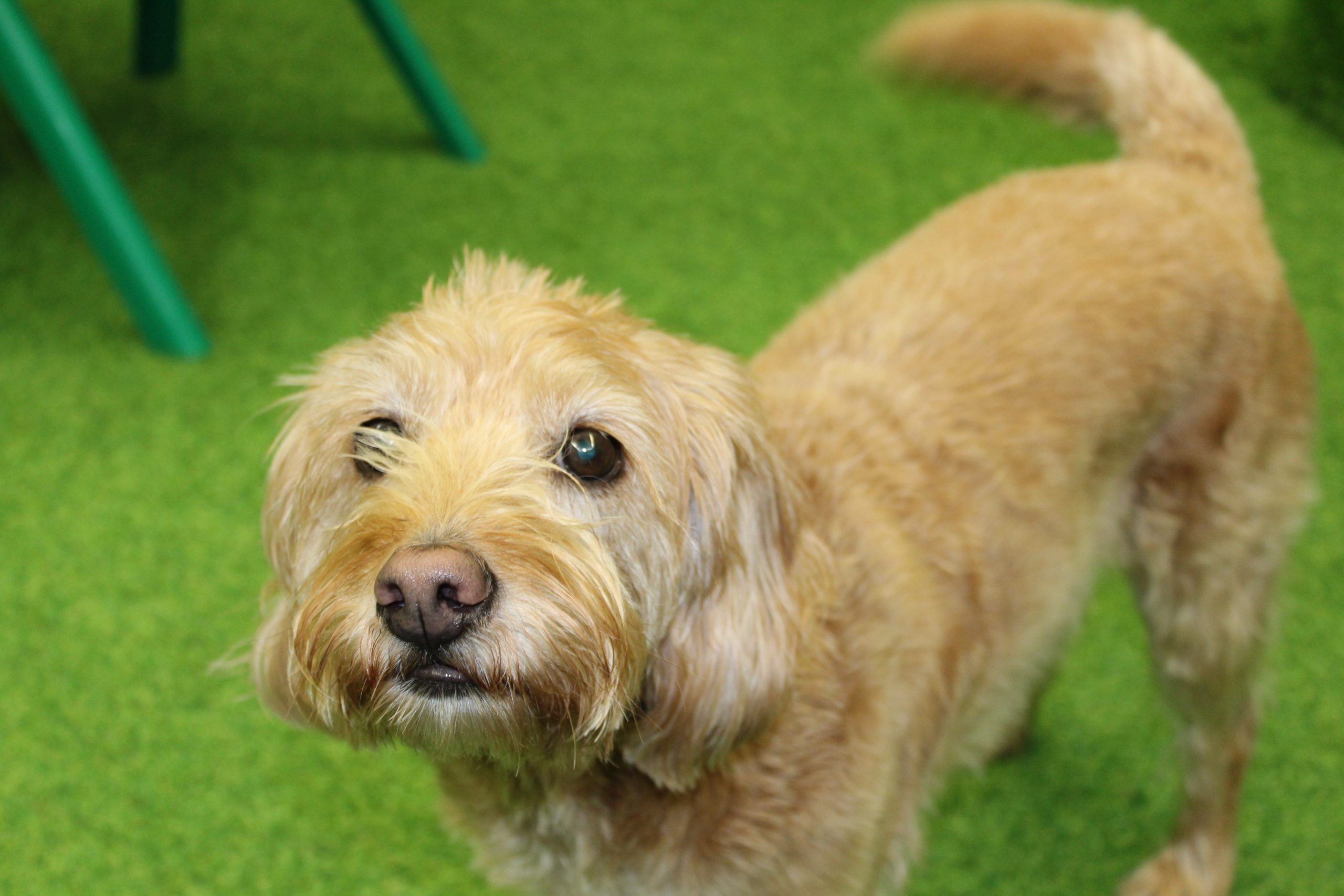 Remote Learning - Howes Primary School